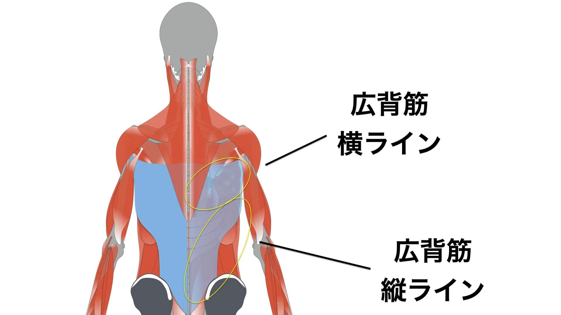 【背中の筋トレ疑問を解消！】広背筋・僧帽筋など背中の筋肉鍛え分けを解説 - ELFARO GYM